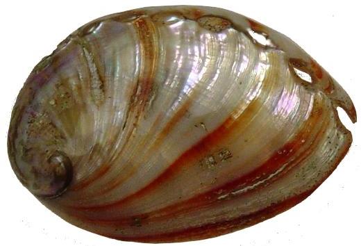 Polished Red Abalone (Haliotis Rufescens) - 2 inch + – BambooBlinds.ca