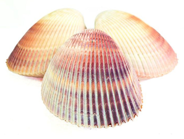 Trachycardium Pairs - 2 to 3 inch - Giant Brown Cockle - - Cardium Eno ...