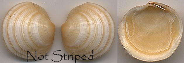 Californian Lucina Clam Shell Half 4 inch - Mexico -Smudge Shell - NEW ...
