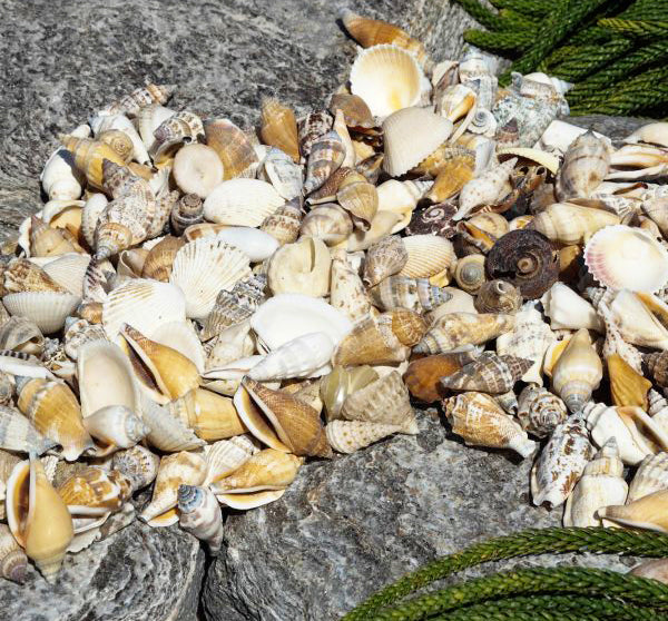 1 KG - Assorted Seashell Mix - 1 - 2 inches - Philippines – BambooBlinds.ca